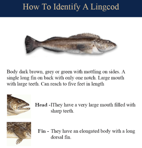 Ling Cod | The Nordic Pirate